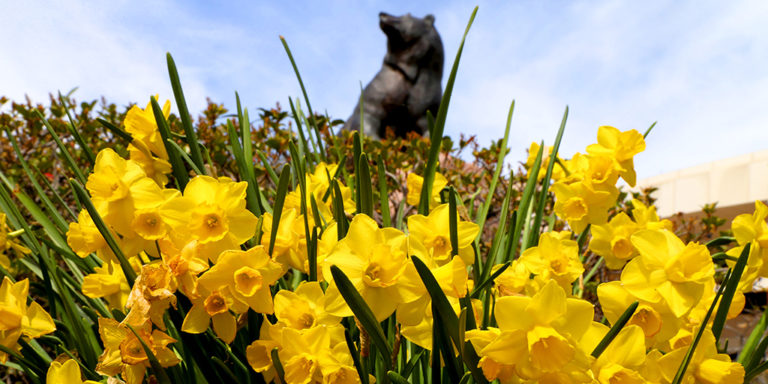 BaylorProud » Why are green and gold Baylor’s official school colors?